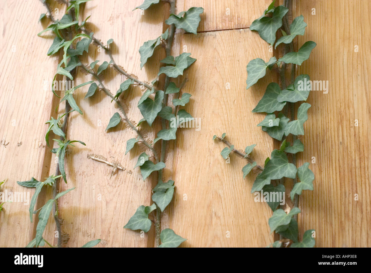 Wall overgrown with ivy Stock Photo - Alamy