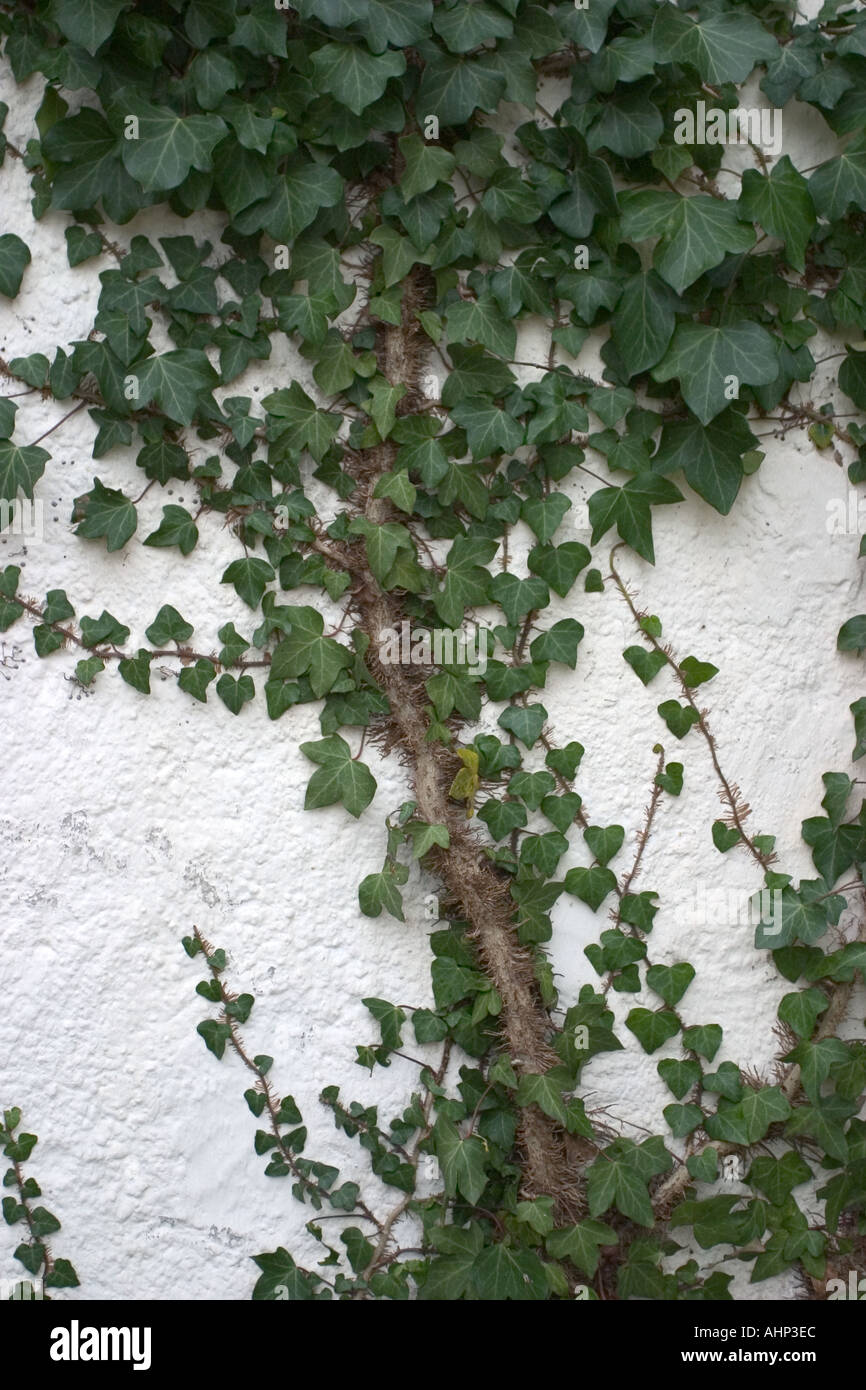Wall overgrown with ivy Stock Photo - Alamy