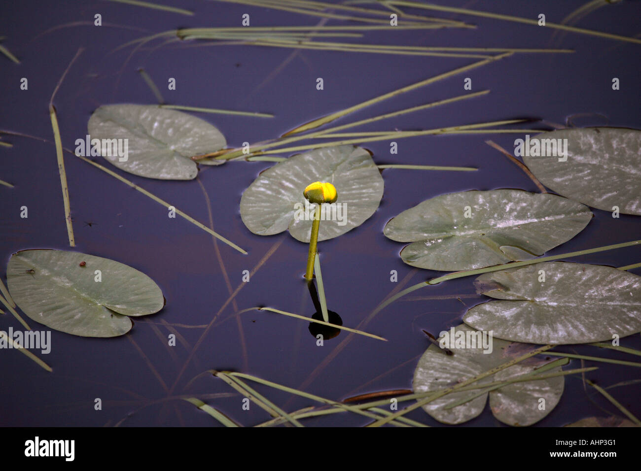 Yellow Water Lily in Lynx Lake in scenic Northern Saskatchewan Canada ...