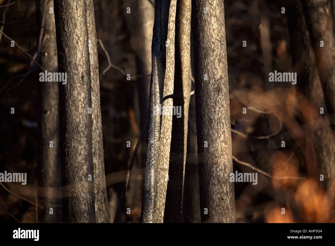 Burnt tree trunks from forest fire in scenic Northern Saskatchewan ...