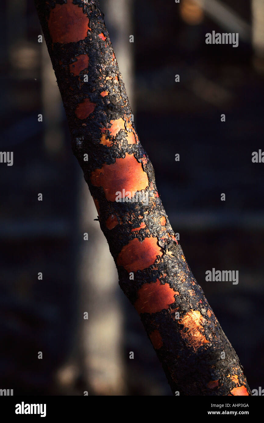 Burnt tree trunks from forest fire in scenic Northern Saskatchewan ...