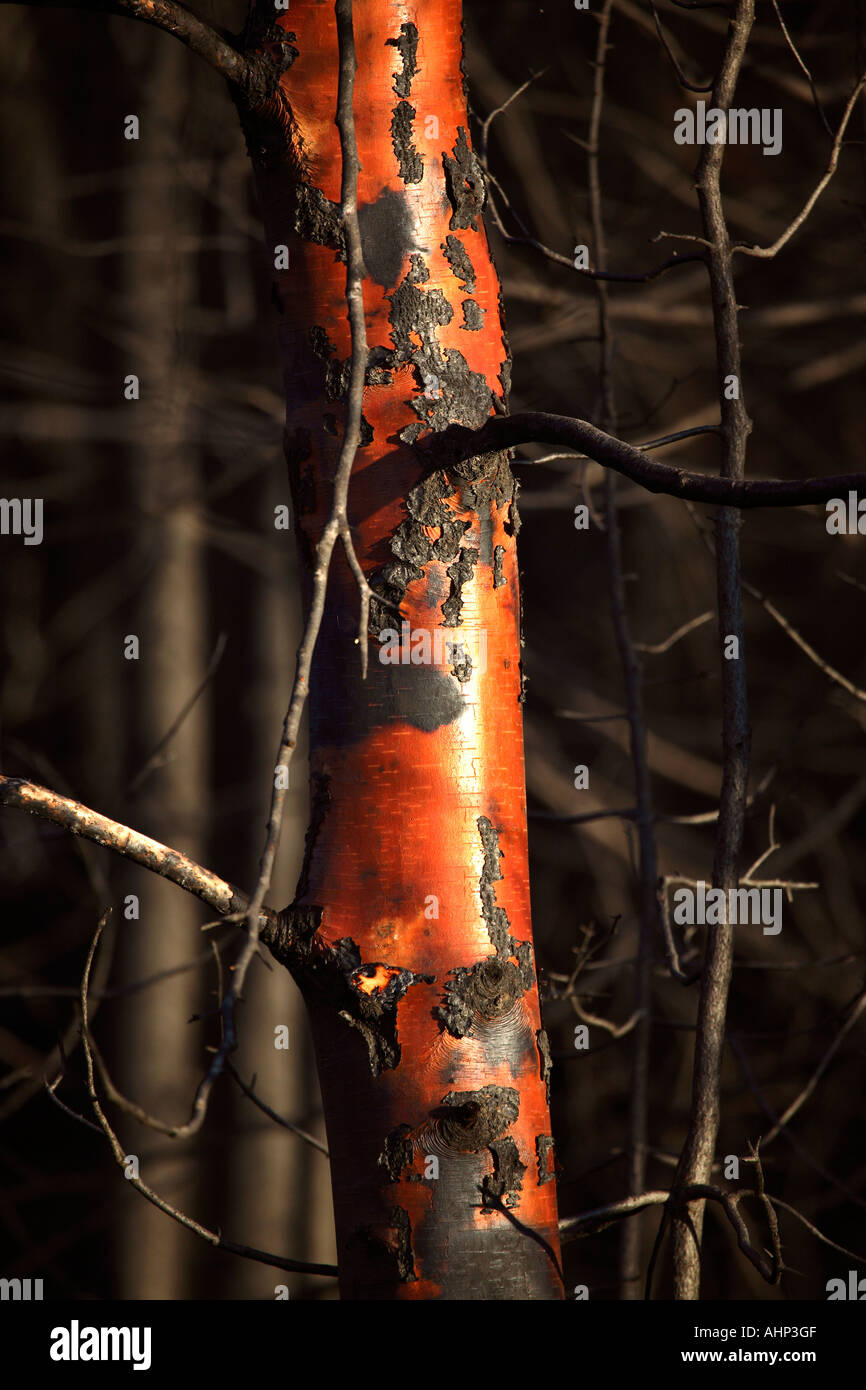 Burnt tree trunks from forest fire in scenic Northern Saskatchewan ...