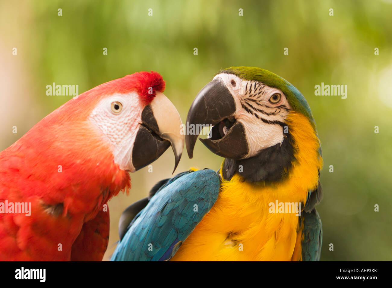 Two macaws with beaks touching Stock Photo - Alamy