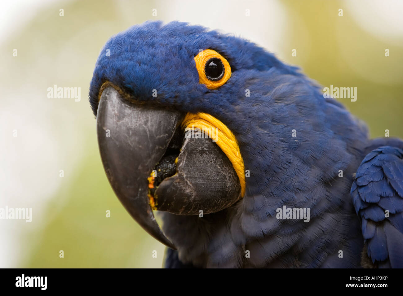 Hyacinth blue eyes hi-res stock photography and images - Alamy