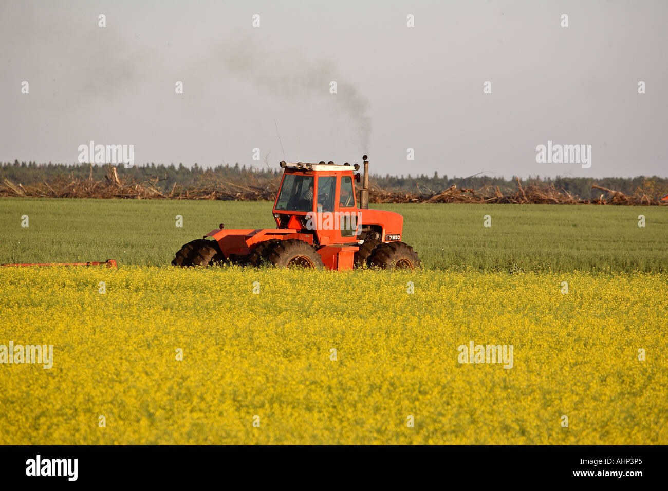Swathing canola hi-res stock photography and images - Alamy