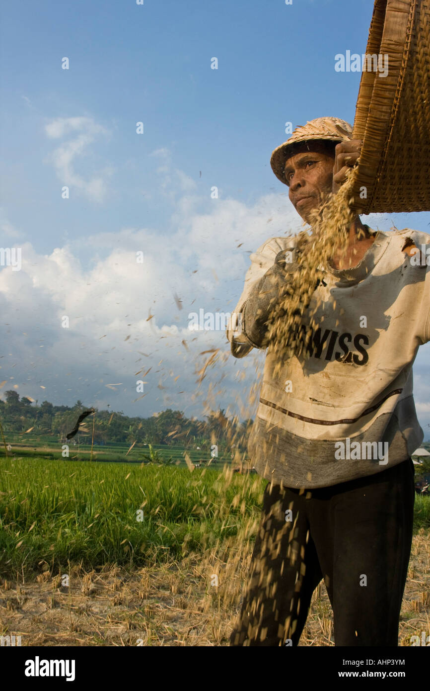 Winnowing rice hi-res stock photography and images - Alamy