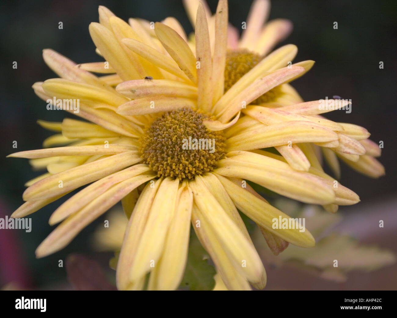 close up and details of sunflower Stock Photo - Alamy