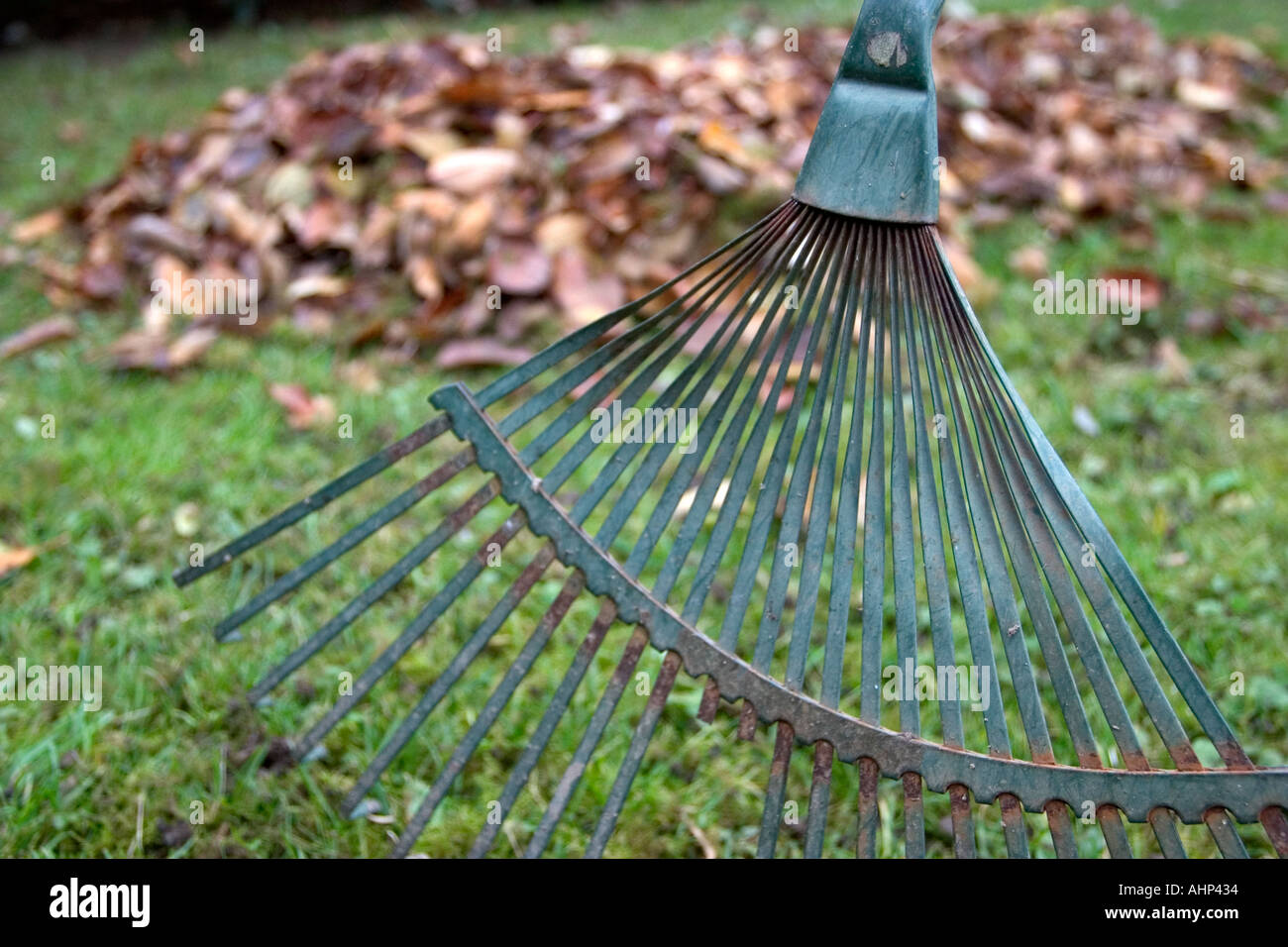 Raking up dead leaves hi-res stock photography and images - Alamy