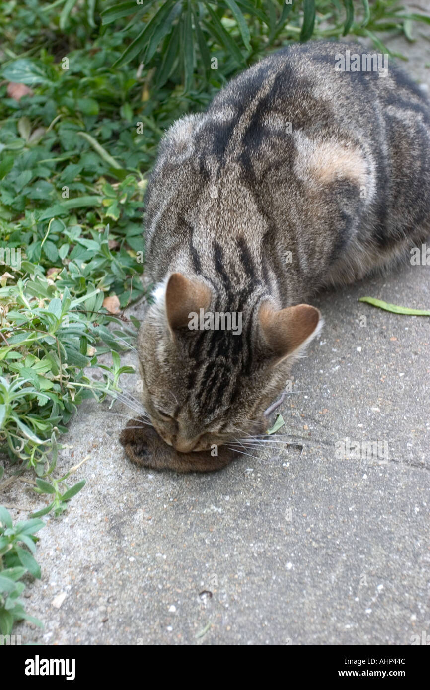 Cat and a dead mouse Stock Photo - Alamy