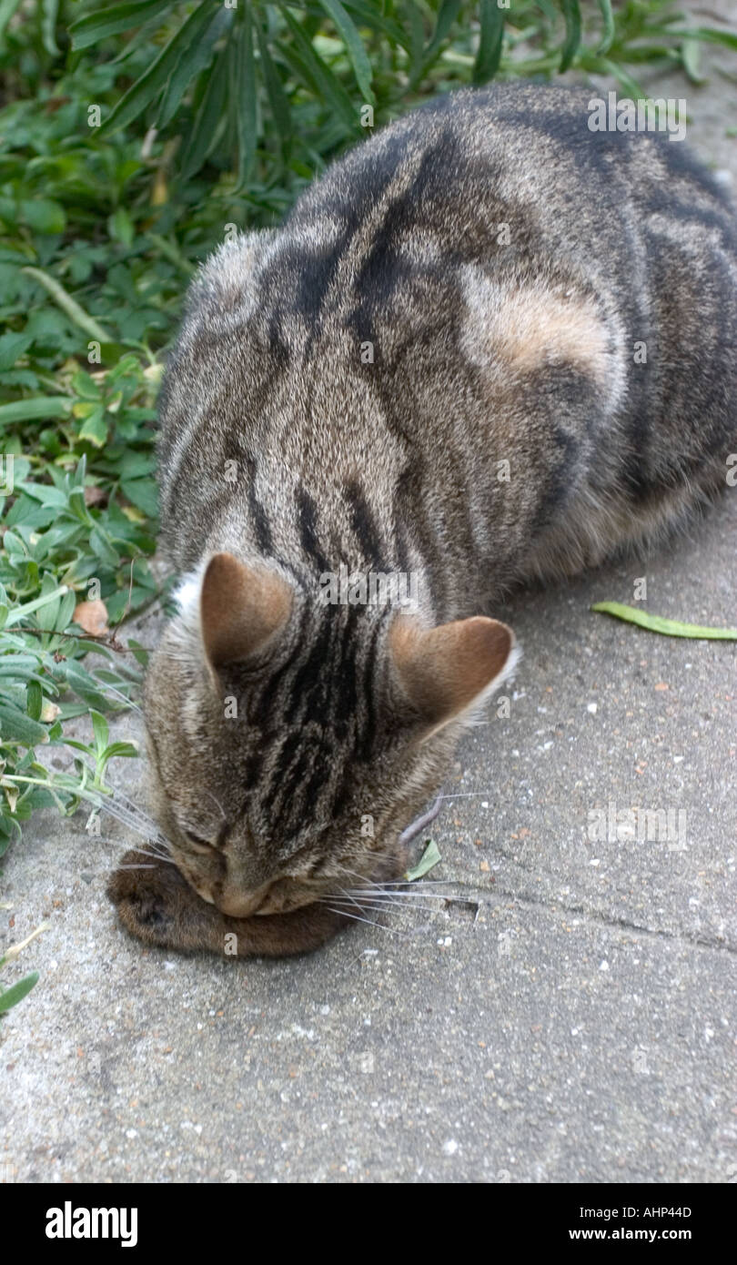 Cat and a dead mouse Stock Photo - Alamy