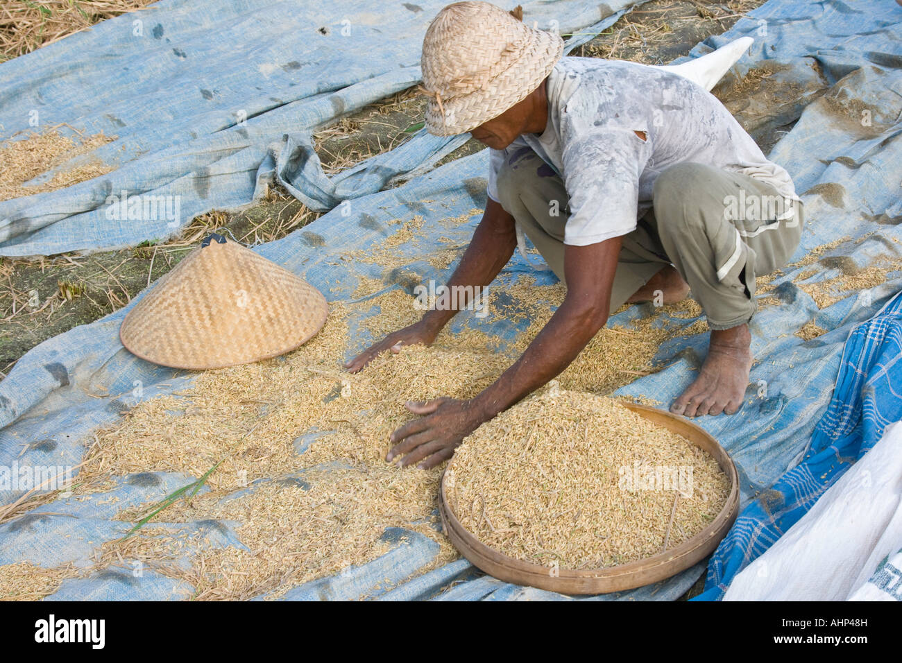 Farmer Winnowing Rice Bali Indonesia Stock Photo - Alamy