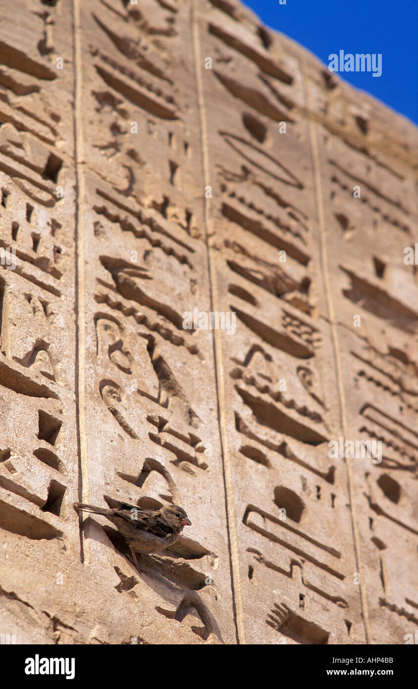 Hieroglyphs bird hi-res stock photography and images - Alamy