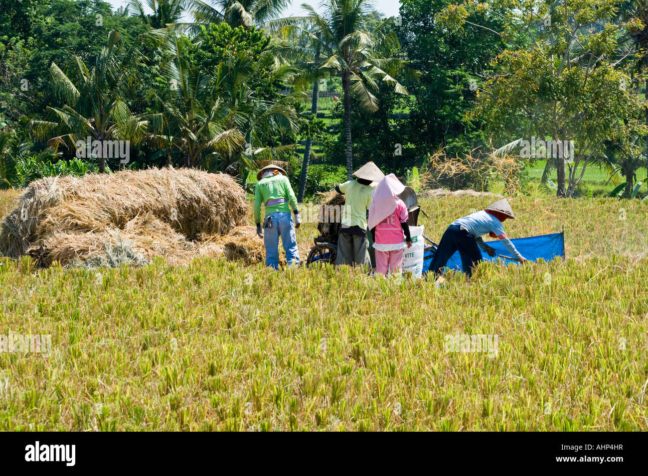 Indonesia dry hi-res stock photography and images - Alamy