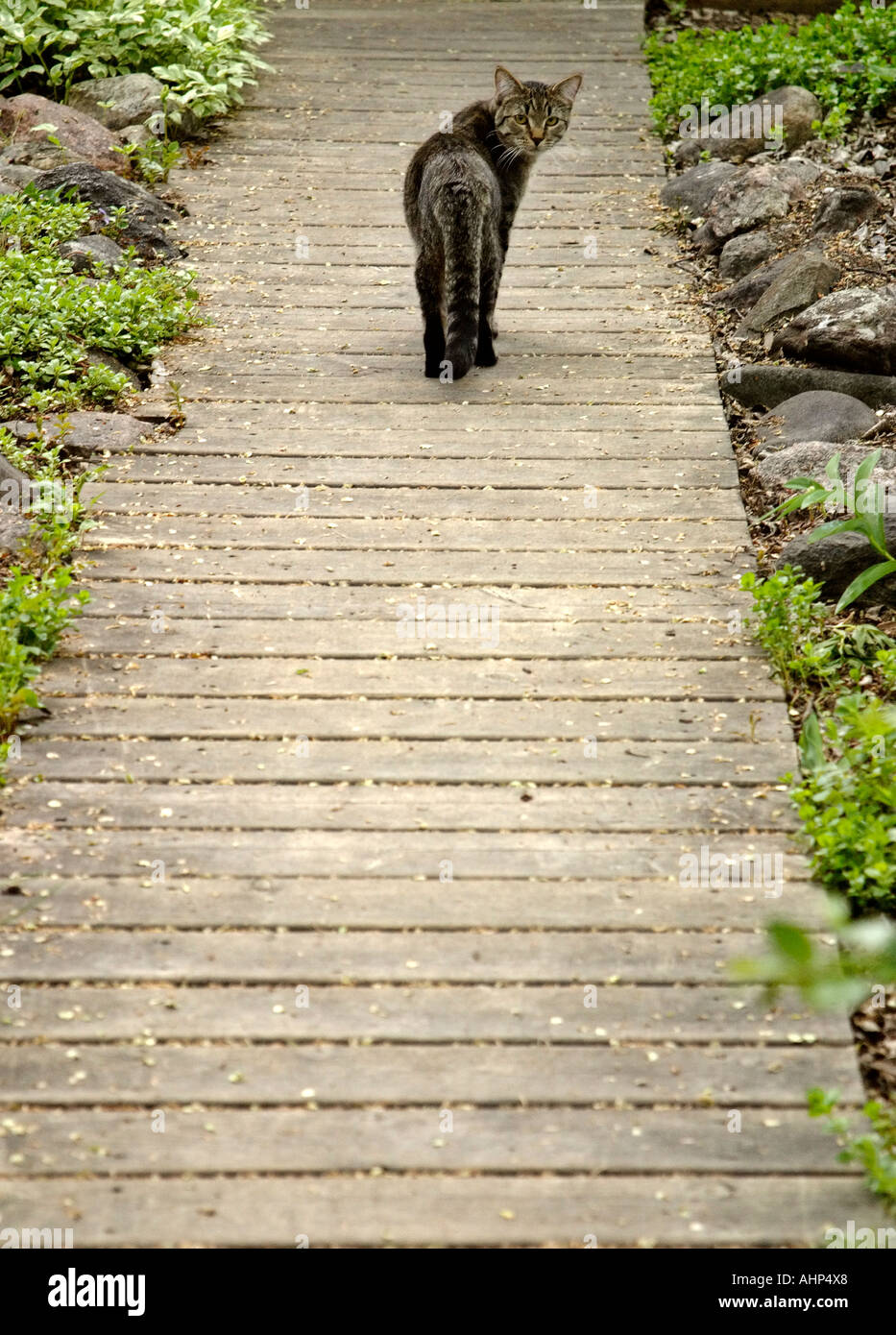 Cat Looking Over Shoulder