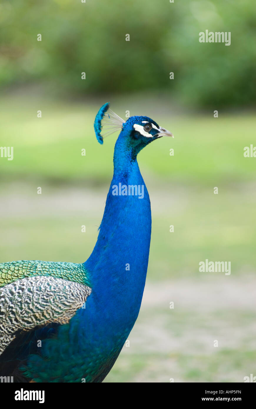 Peacock at Beacon Hill Park Victoria BC Stock Photo - Alamy