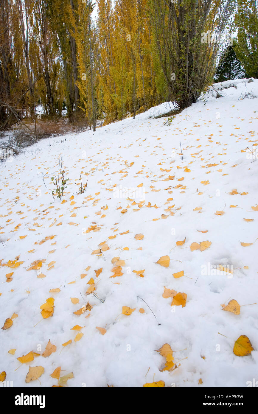 Poplar Trees and Snow Otematata North Otago South Island New Zealand ...