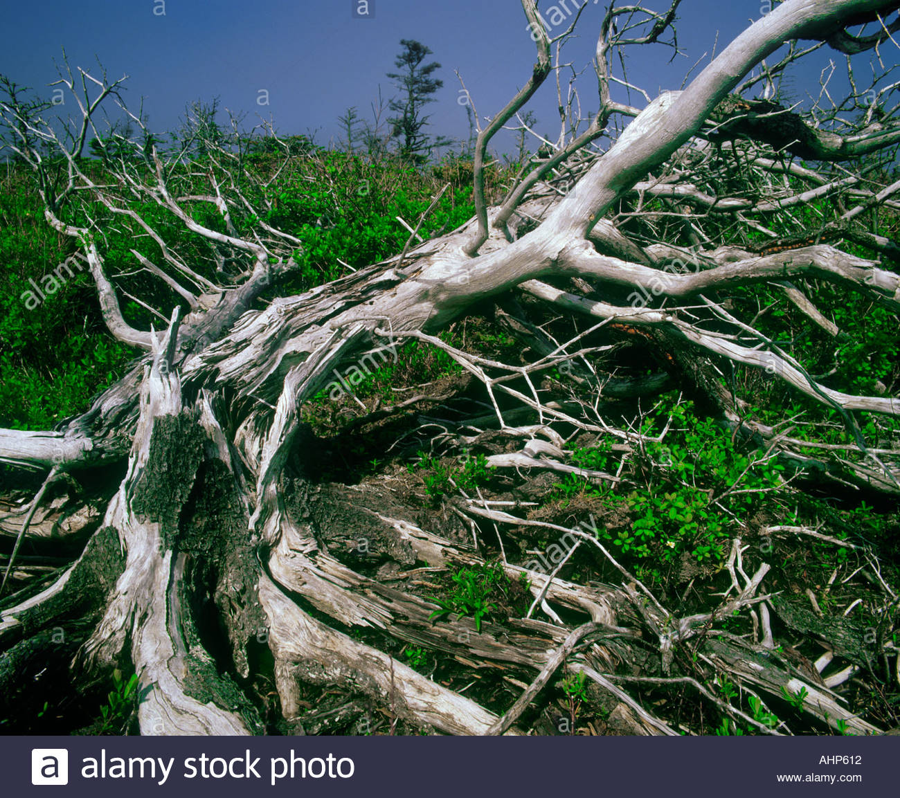 Krummholz And Tree Stock Photos & Krummholz And Tree Stock Images - Alamy