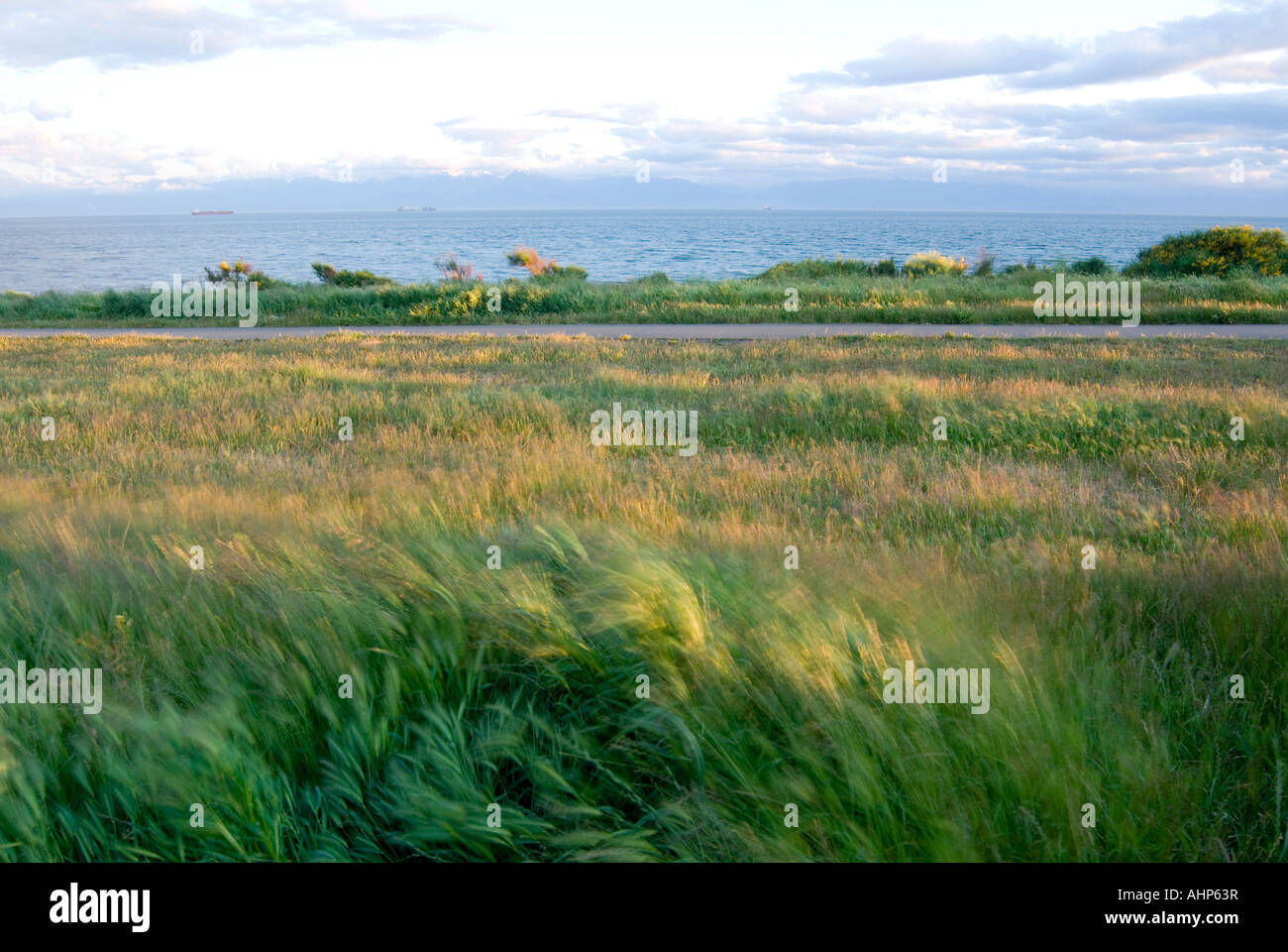 An evening breeze blurs the grasses along the Dallas Road Waterfront ...