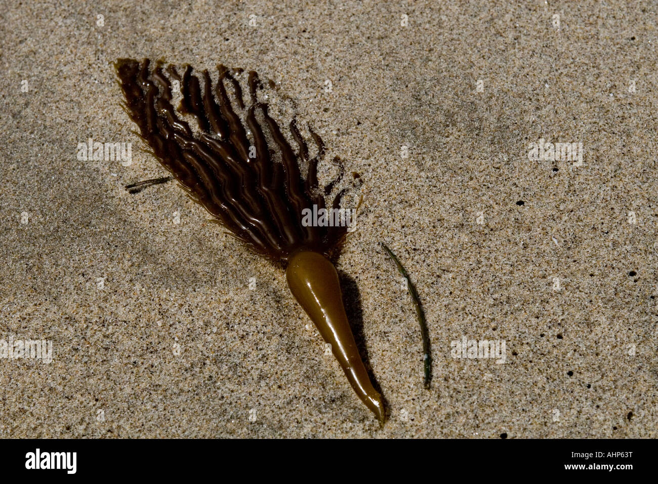 Kelp hi-res stock photography and images - Alamy