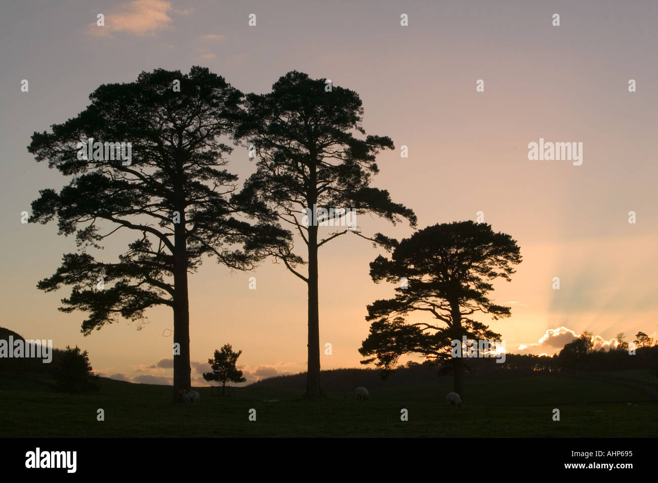 Scots pine trees lake district hi-res stock photography and images - Alamy