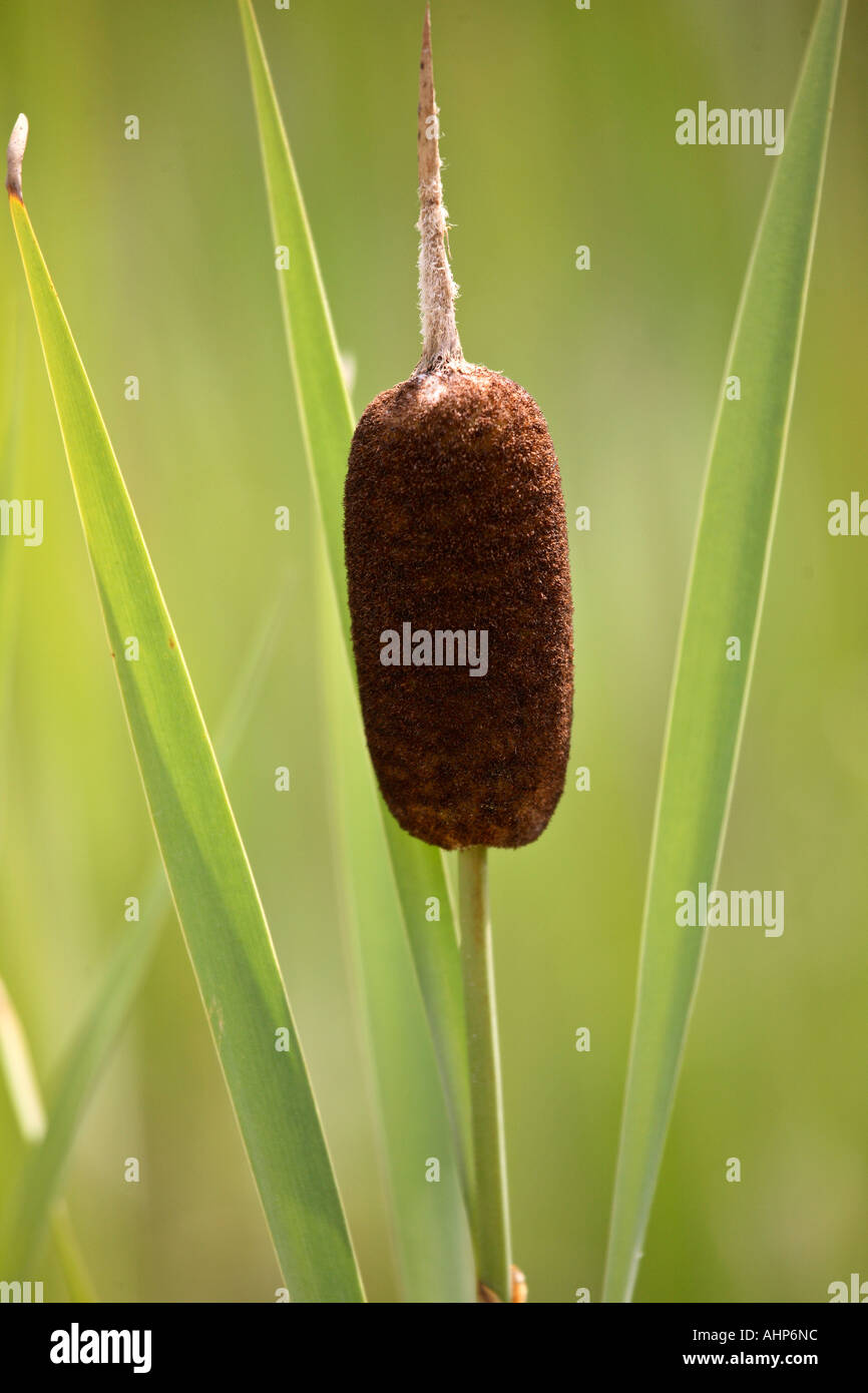 Saskatchewan native plants hi-res stock photography and images - Alamy