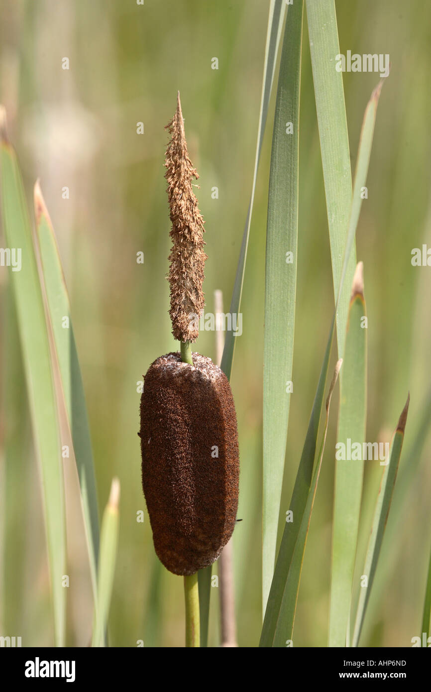 A cattail with small head in scenic Saskatchewan Canada Stock Photo - Alamy