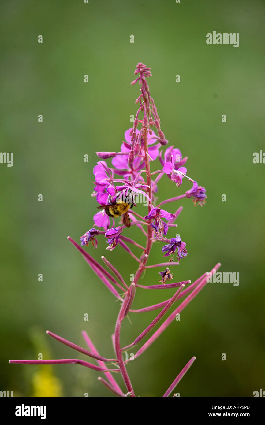 A bee amongst Common Fireweed blooms in scenic Saskatchewan Canada ...