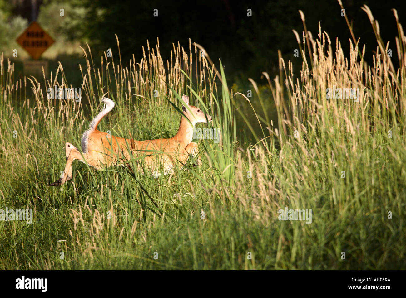 White-tailed Deer doe leaping through high grass in scenic Saskatchewan ...