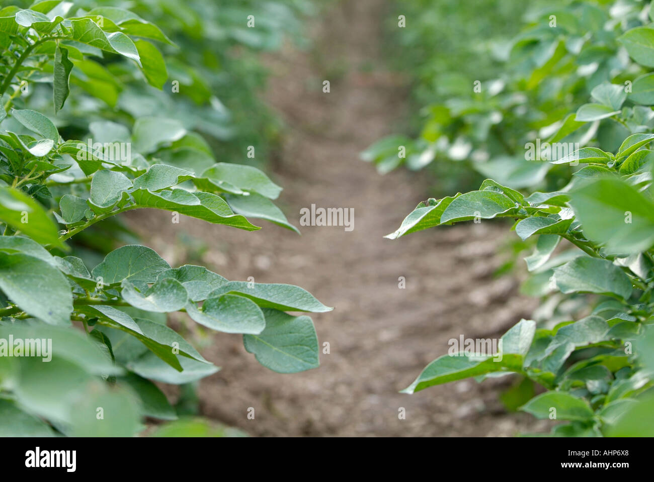 Planted potato field england uk hi-res stock photography and images - Alamy