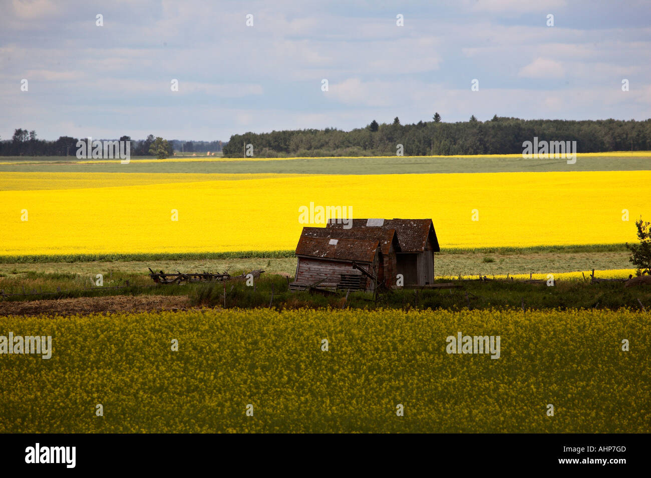 Bright yellow field of canola in scenic Saskatchewan Canada Stock Photo ...