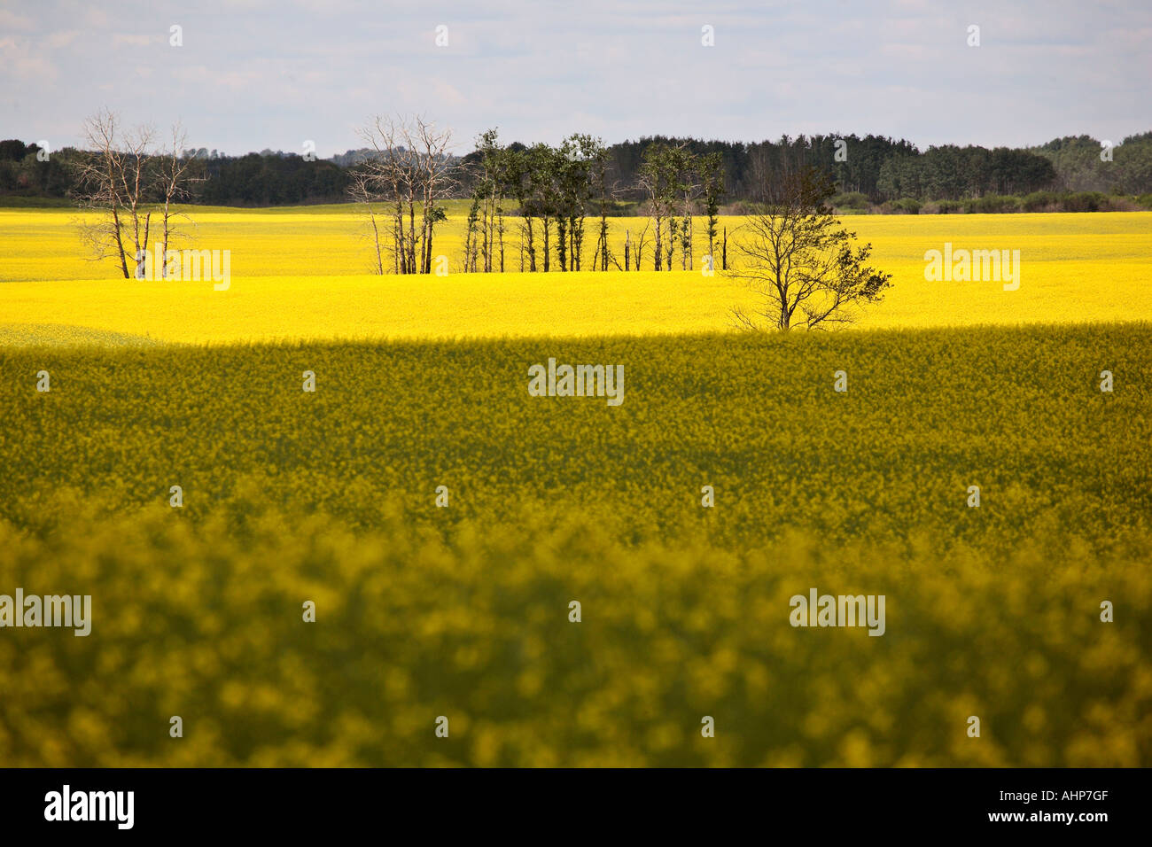 Bright yellow field of canola in scenic Saskatchewan Canada Stock Photo ...