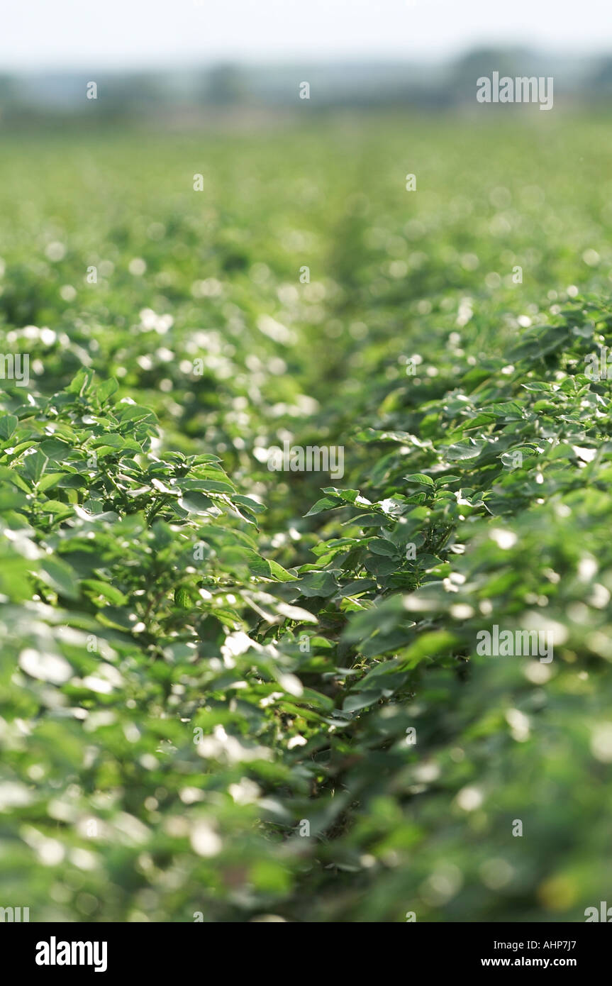 planted potato field England UK Stock Photo - Alamy