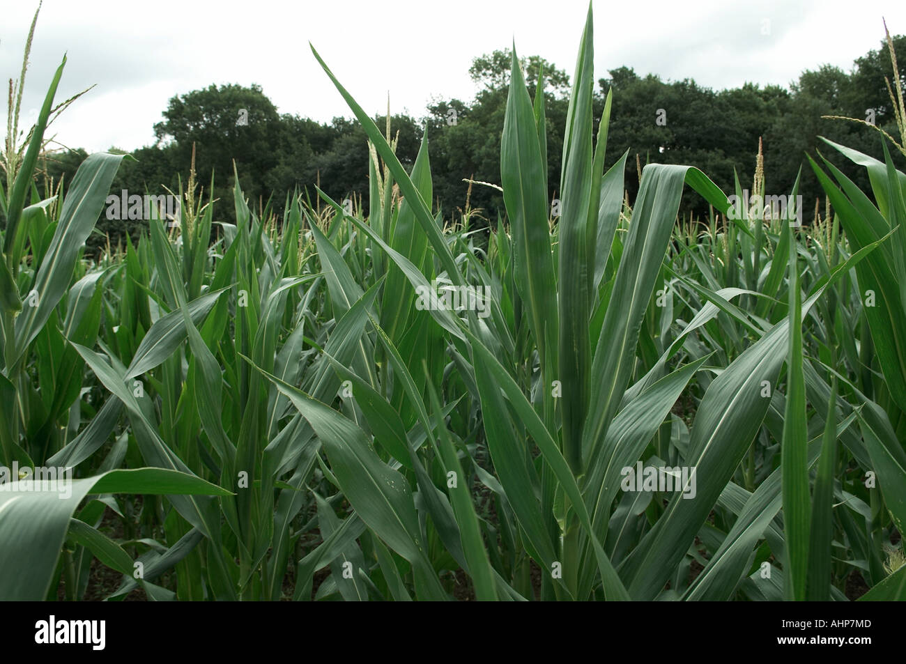 Maize forage crop Stock Photo - Alamy