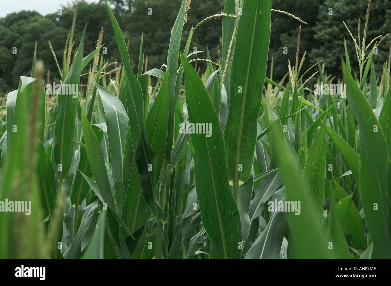 Gm maize uk hi-res stock photography and images - Alamy