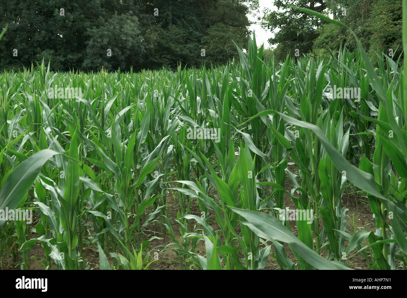 Advanced biofuel farming hi-res stock photography and images - Alamy
