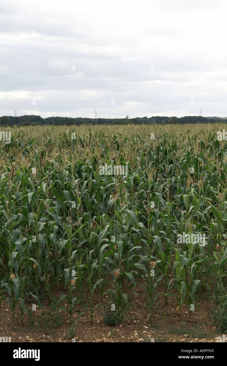 Maize uk forage crop Biobutanol advanced biofuel Stock Photo - Alamy