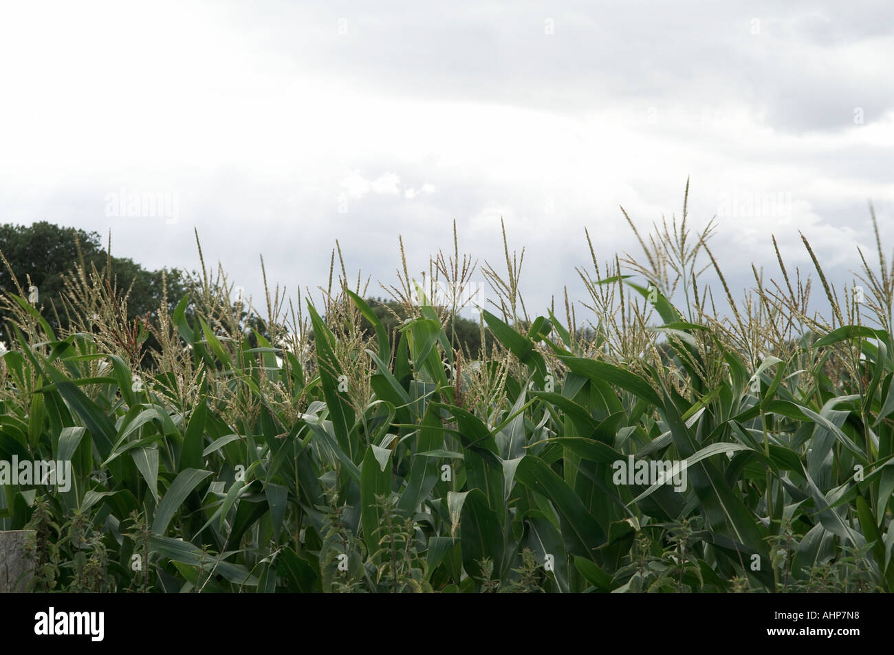 Maize uk forage crop Stock Photo - Alamy