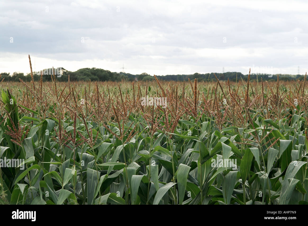 Maize forage crop Stock Photo - Alamy