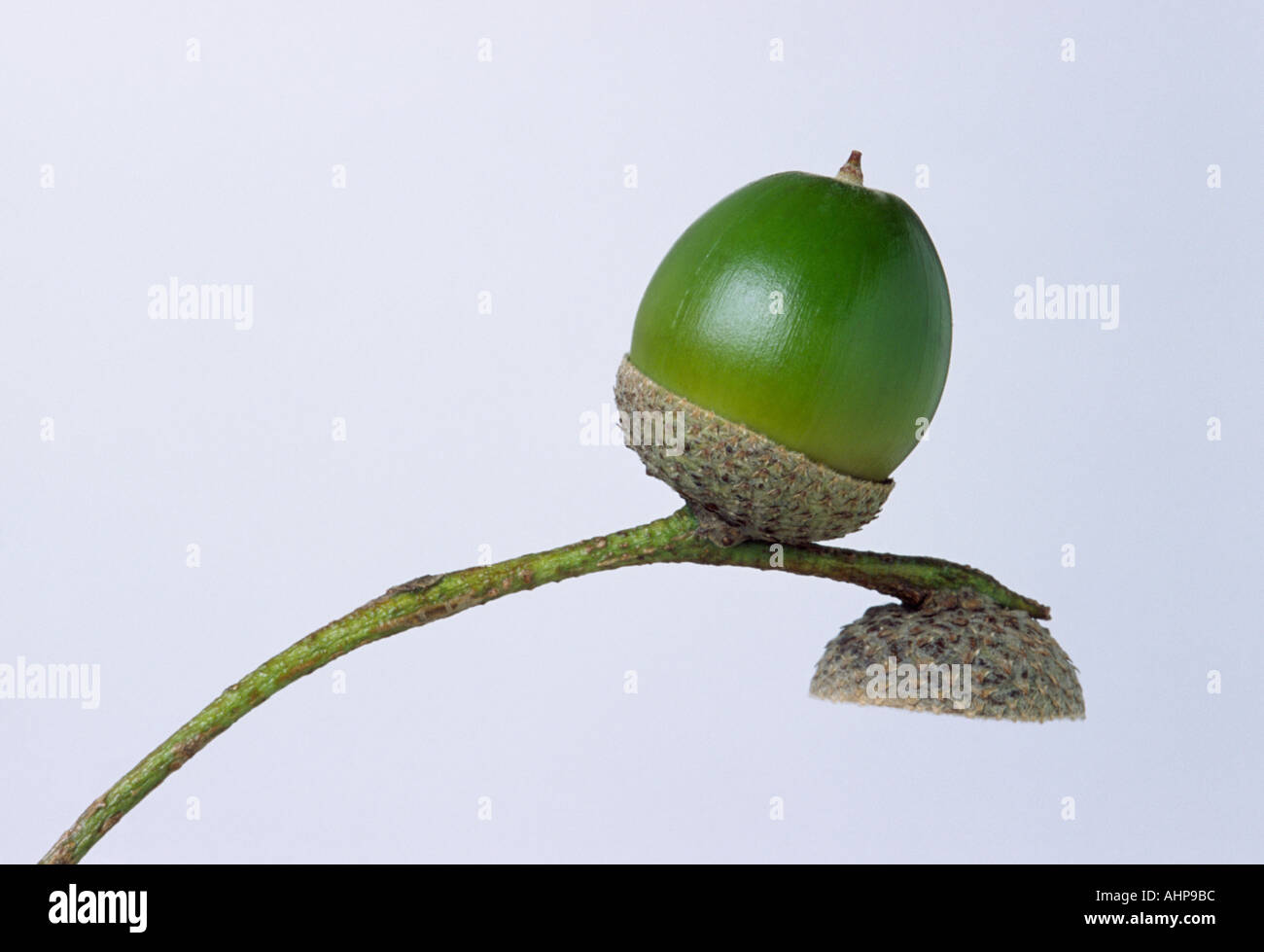 Short stem hi-res stock photography and images - Alamy
