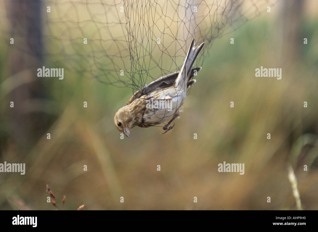 Mist netting hi-res stock photography and images - Alamy