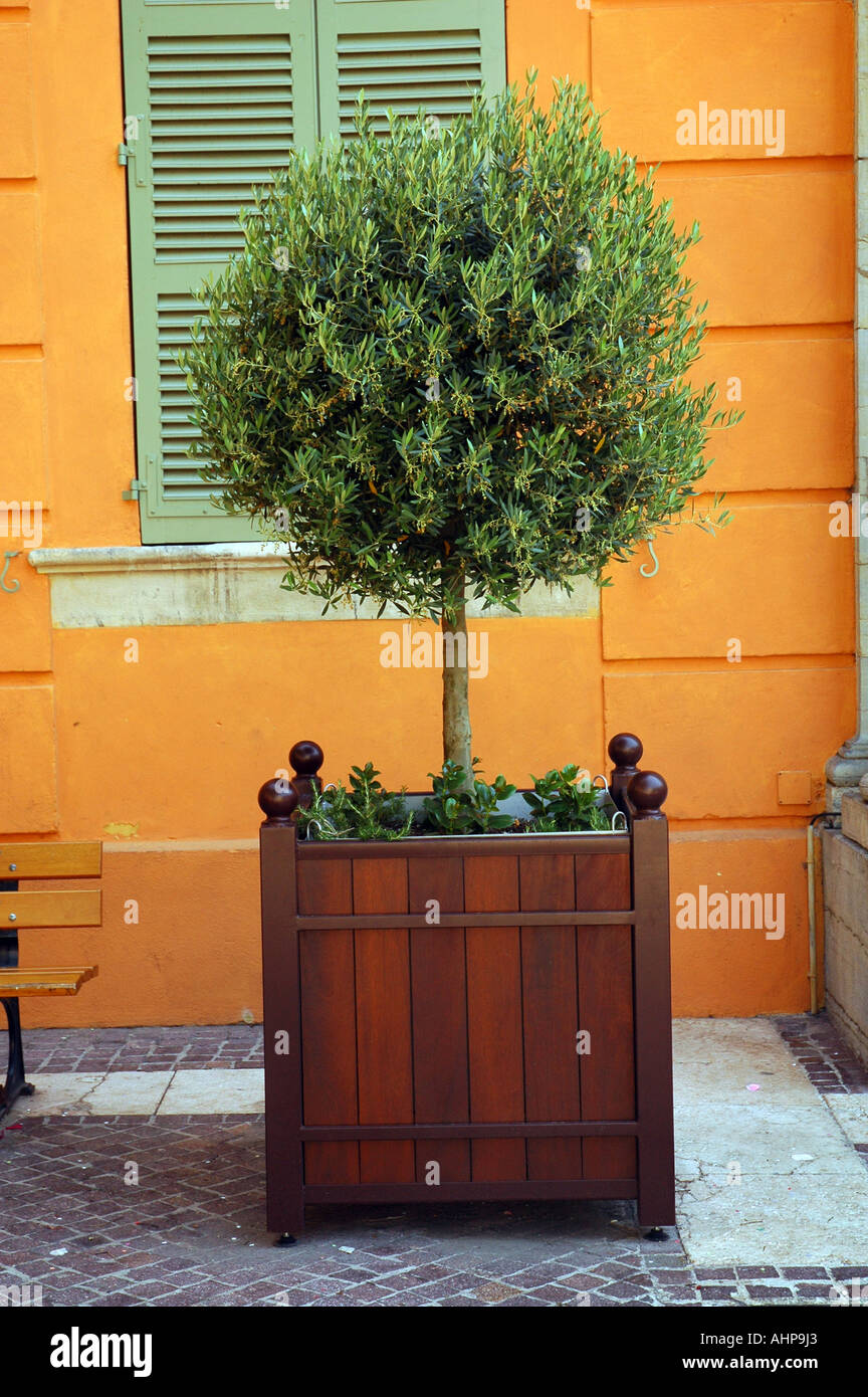 Standard tree in a container, set against an orange painted wall St ...