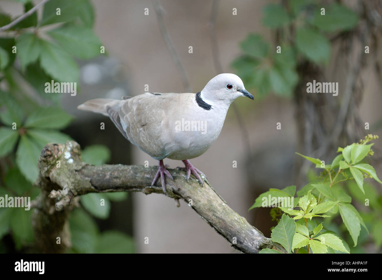 Mourning dove resting in tree Stock Photo - Alamy