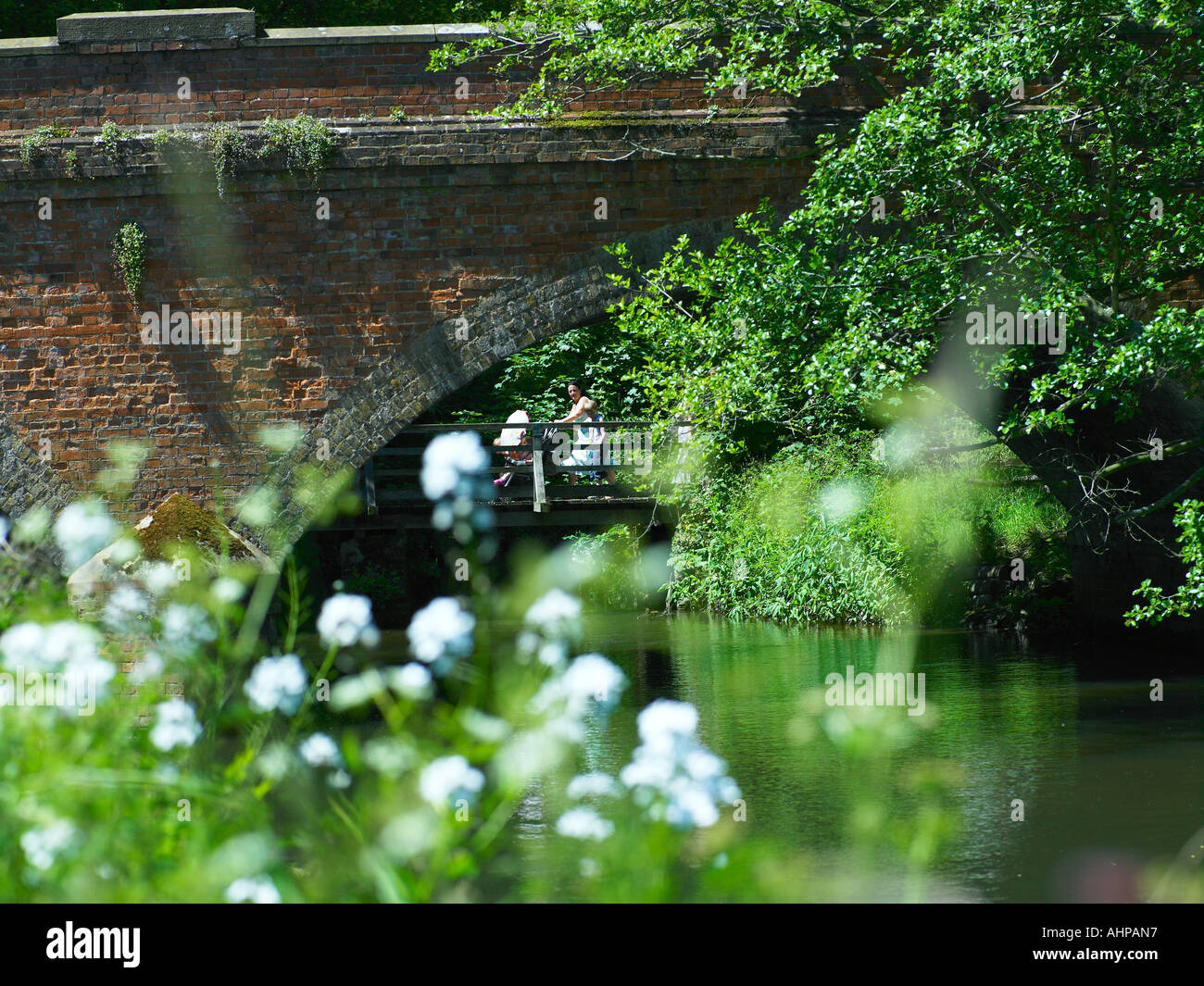 River Wey Godalming with a bridge and cow parsley and trees river calm ...