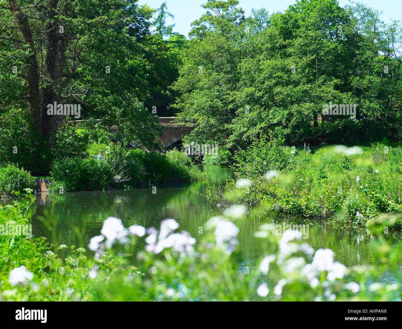 River Wey Godalming with a bridge and cow parsley and trees Stock Photo ...