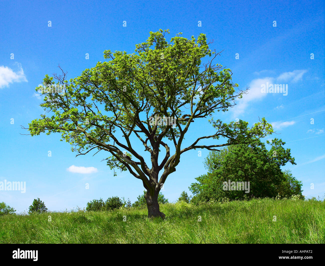 Tree in a field Stock Photo - Alamy