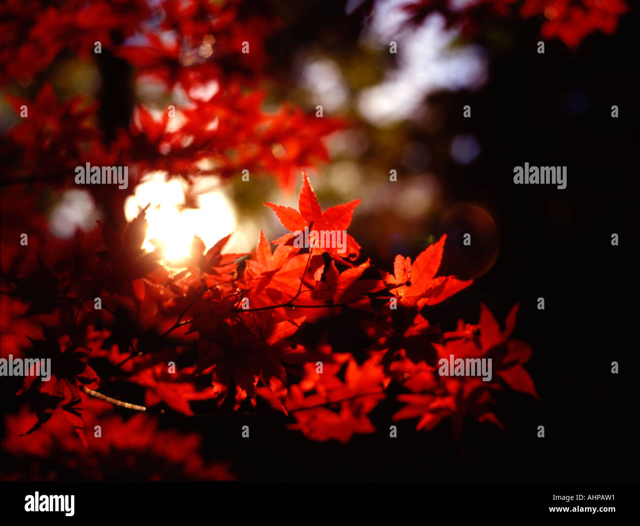 Japanese Red Leaf Maple tree Stock Photo - Alamy