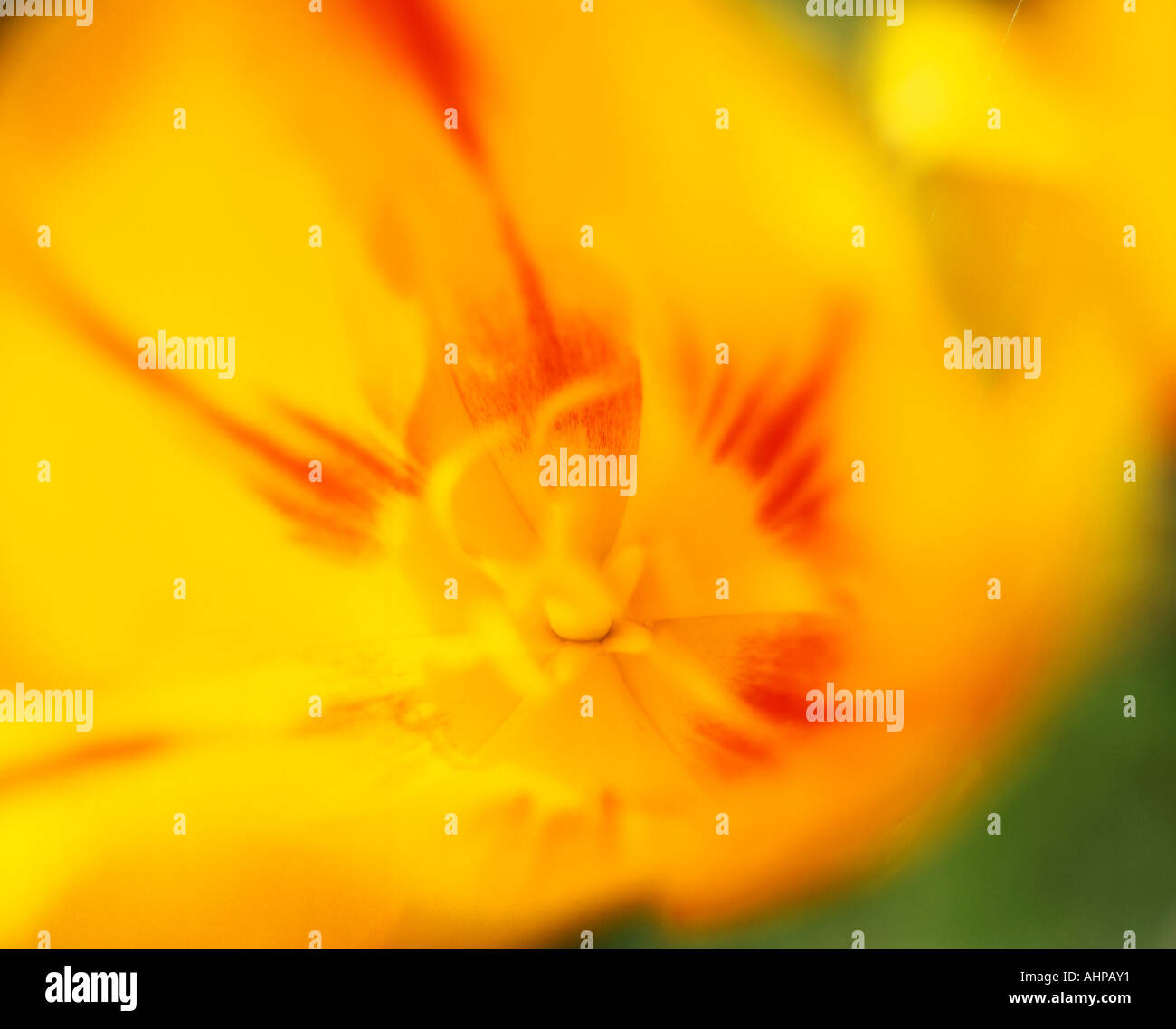 Yellow inside the flower hi-res stock photography and images - Alamy