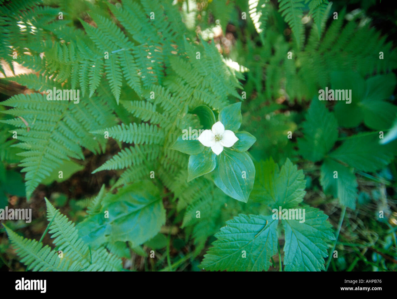 flower in the forest bed Newfoundland Canada Stock Photo - Alamy