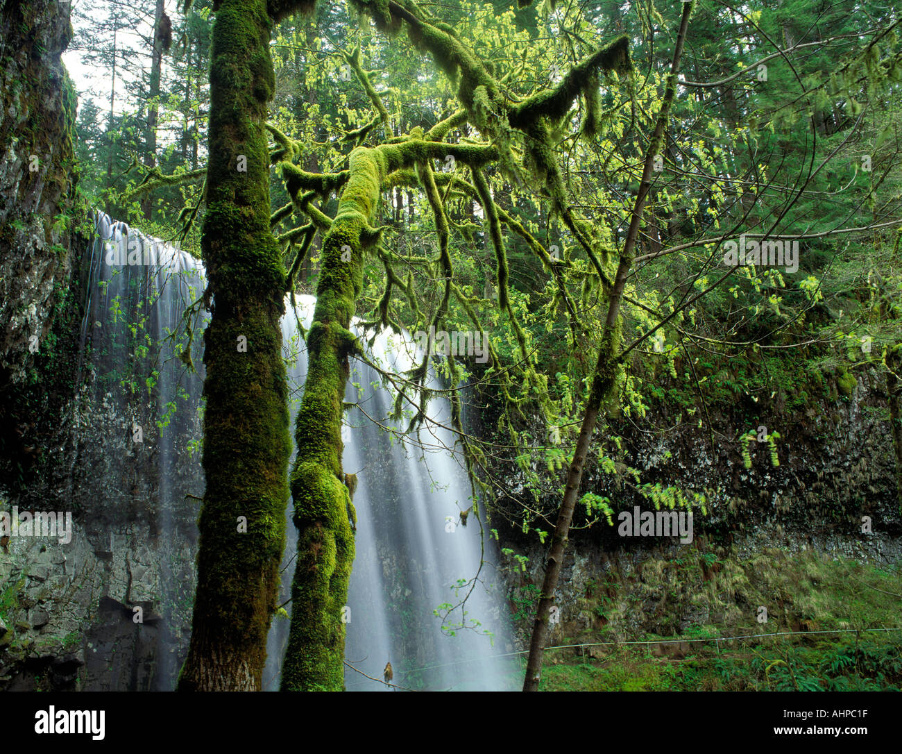 Lower South Falls Silver Falls State Park Oregon Stock Photo - Alamy