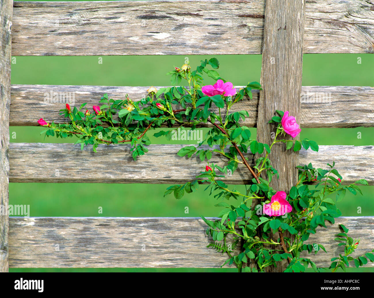 Farm fence roses hi-res stock photography and images - Alamy